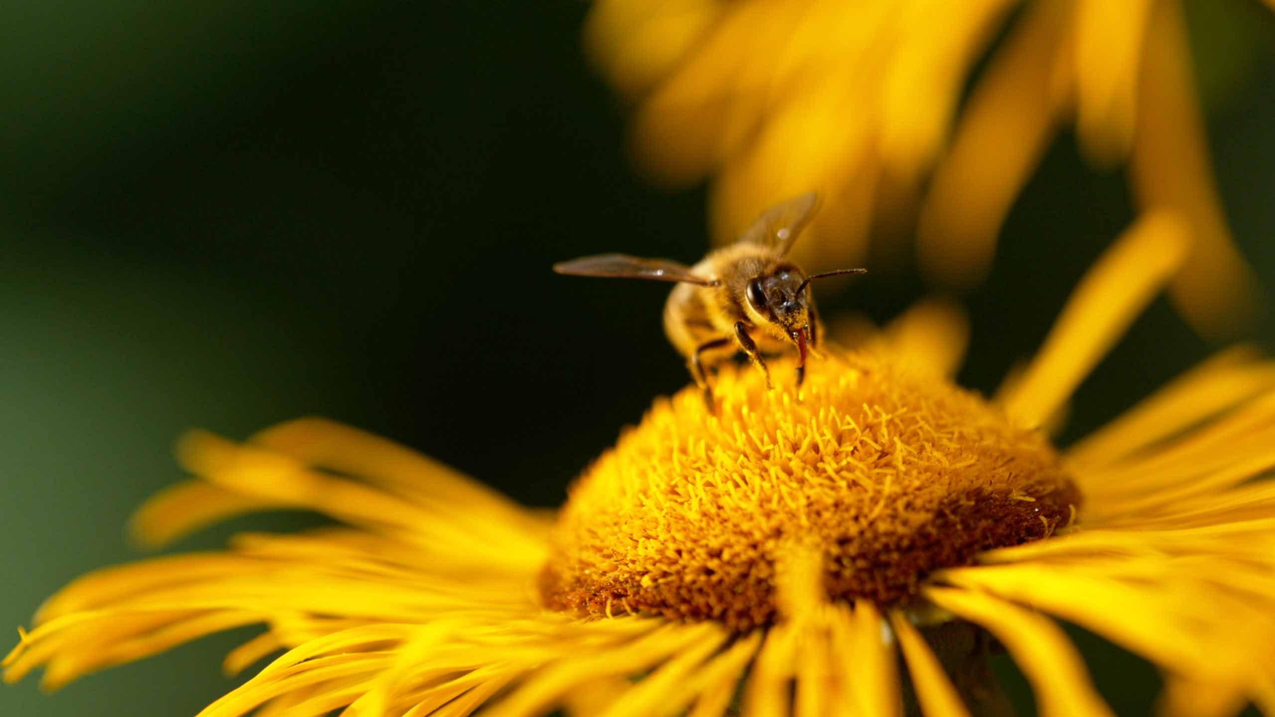 Honey And Bee Products | Wildearthbk
